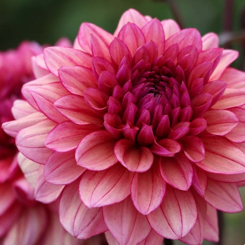 Dahlia tuber - Molly Raven – Buds and Blooms Flower Farm